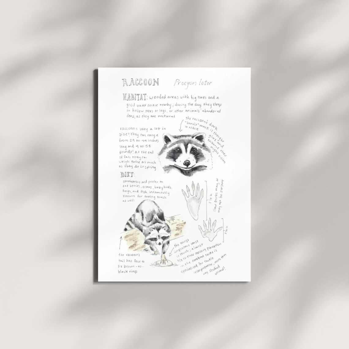 Raccoon Field Guide Art Print - Digital Download Wildlife Illustration ...