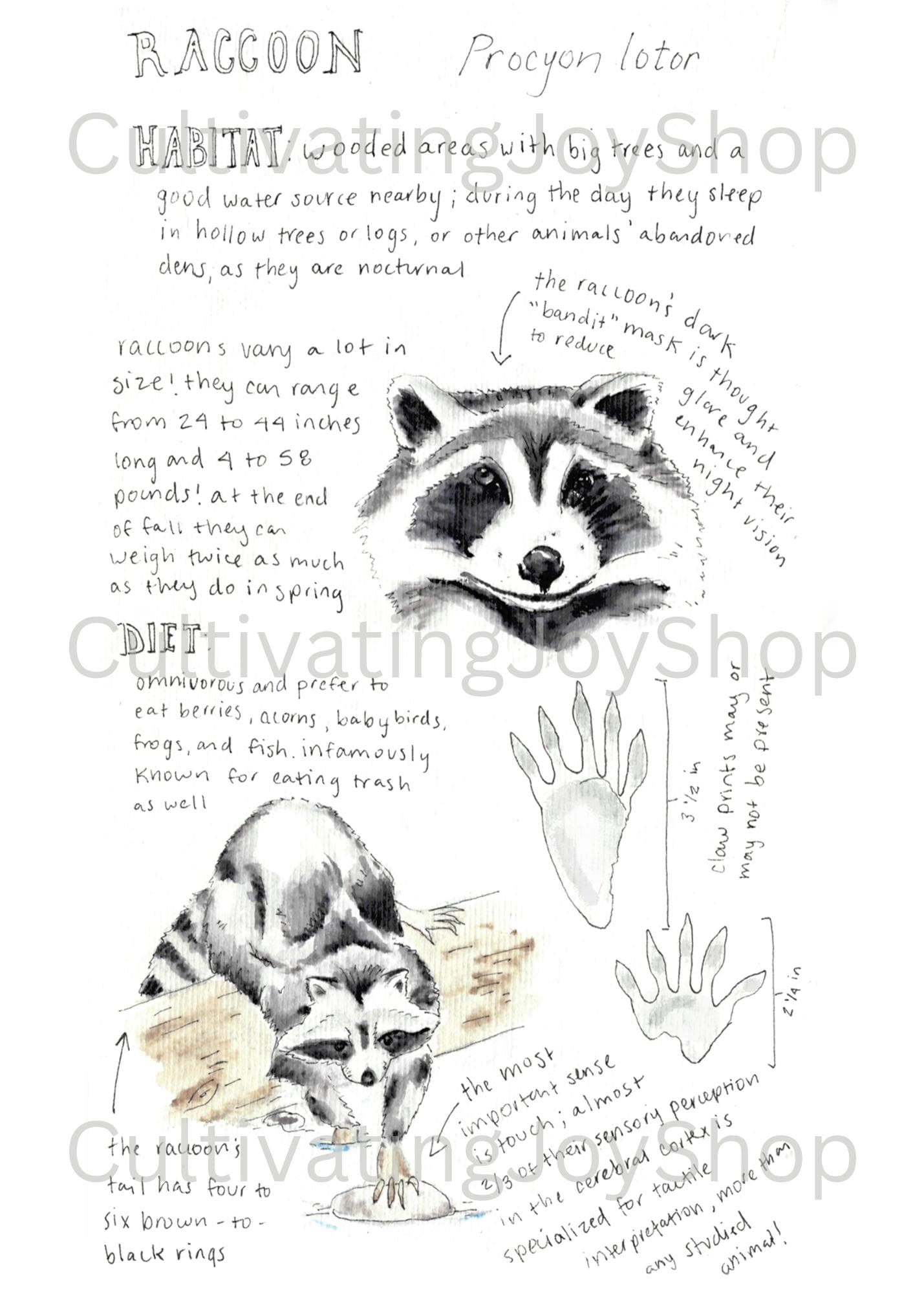 Raccoon Field Guide Art Print - Digital Download Wildlife Illustration ...