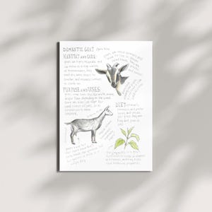Domestic Goat Field Guide Art Print - Digital Download Farm Animal ...