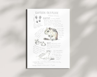Raccoon Field Guide Art Print - Digital Download Wildlife Illustration ...