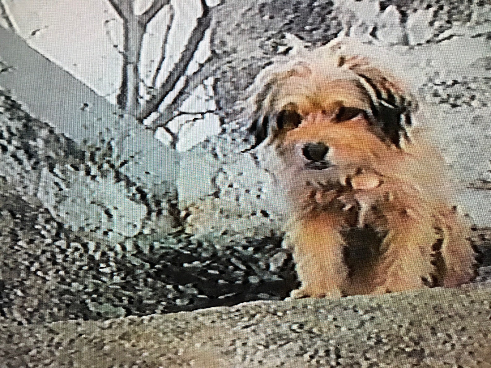 1989 for the Love of Benji VHS Video Movie Cute Classic Dog - Etsy UK