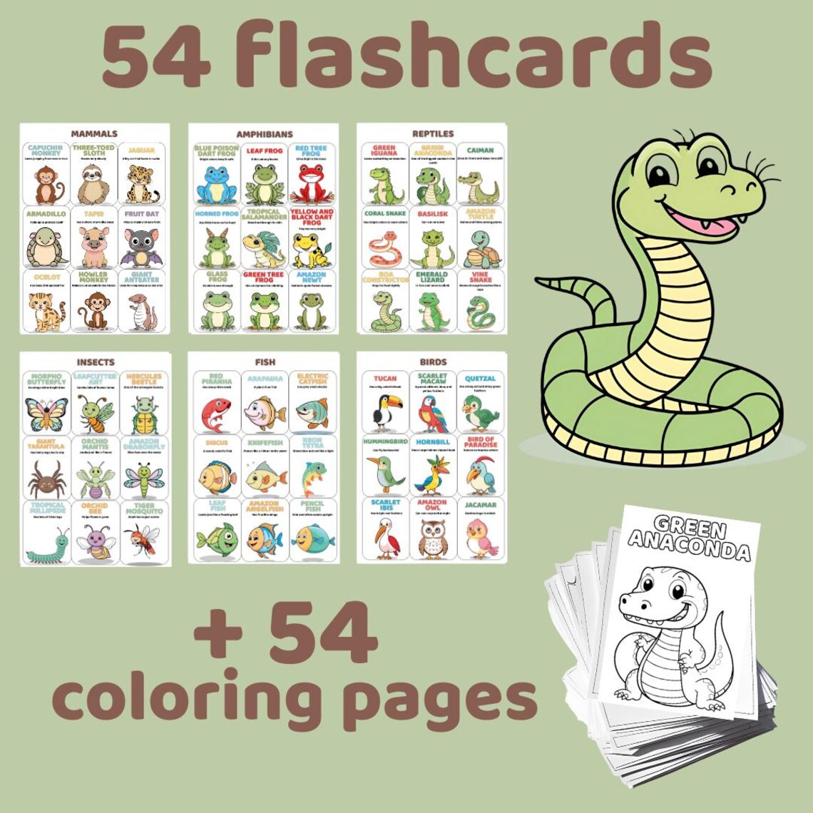 Rainforest Jungle Flashcards for Preschool + BONUS Coloring Pages ...