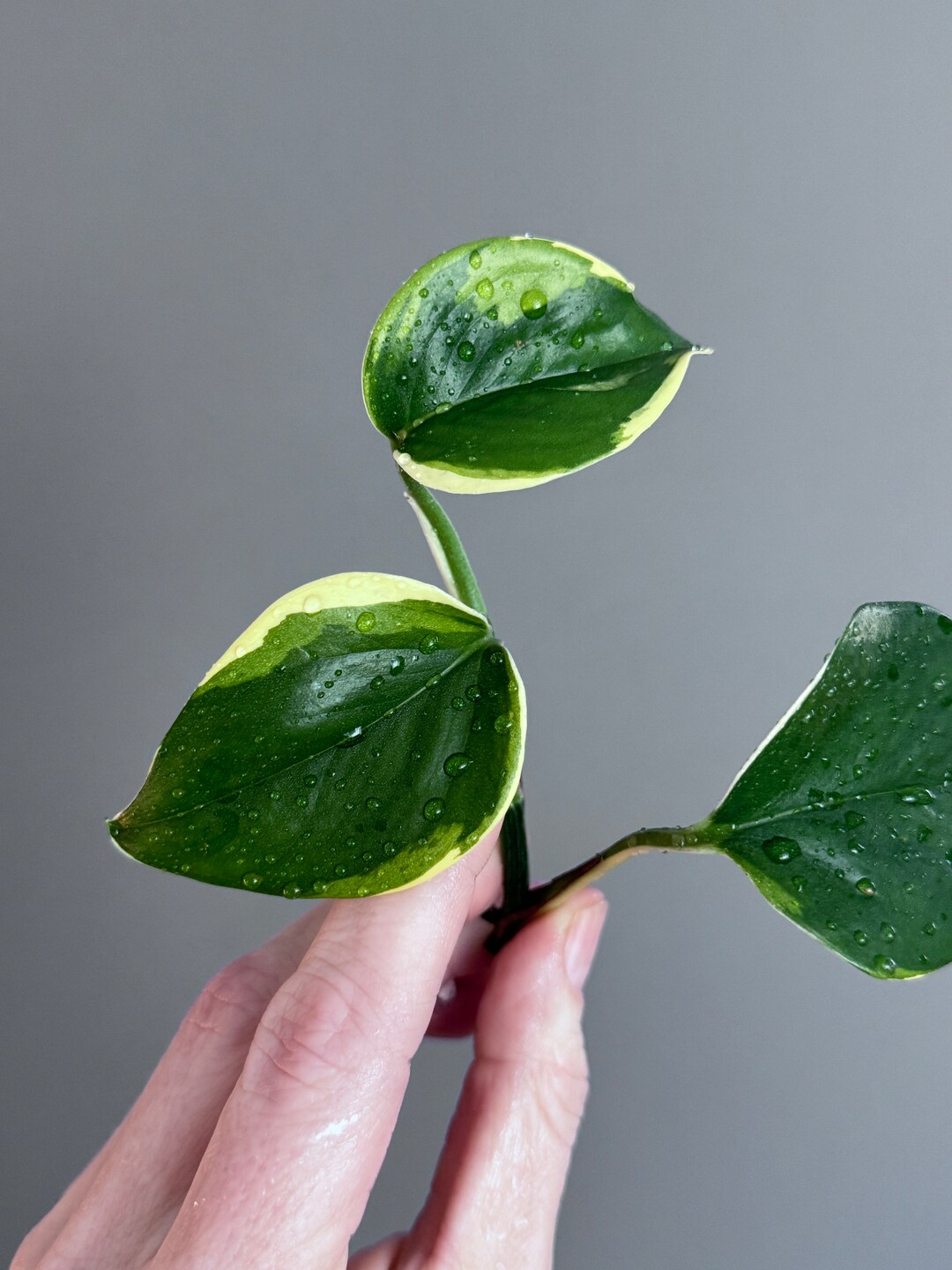 Rare Epipremnum Aureum Poosin/new Manjula Mutation - Etsy