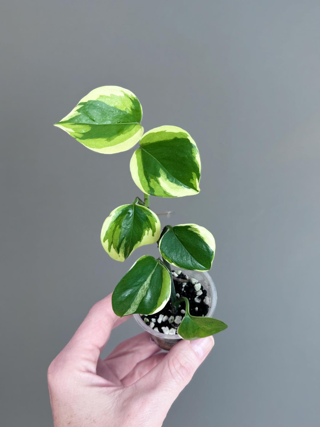 Rare Epipremnum Aureum Poonsin/new Manjula Mutation - Etsy