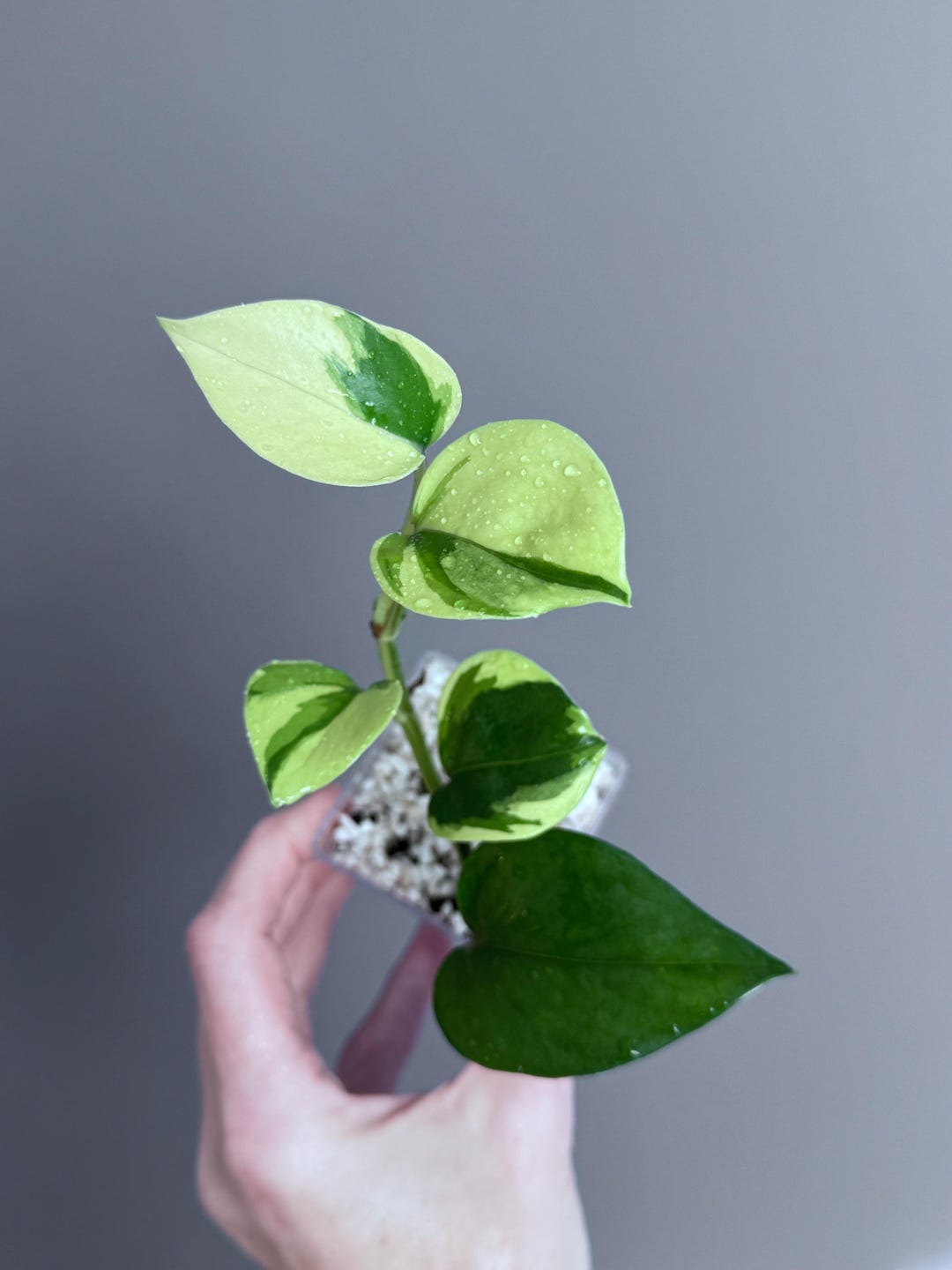 Rare Epipremnum Aureum Poonsin/new Manjula Mutation - Etsy