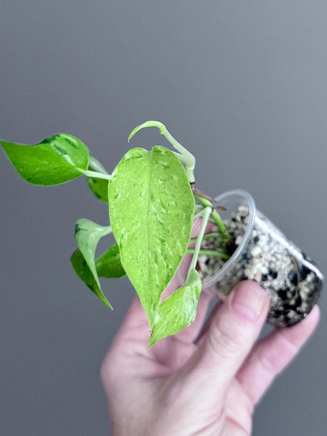 Asaoka Epipremnum Aureum Lima Compacta - Etsy