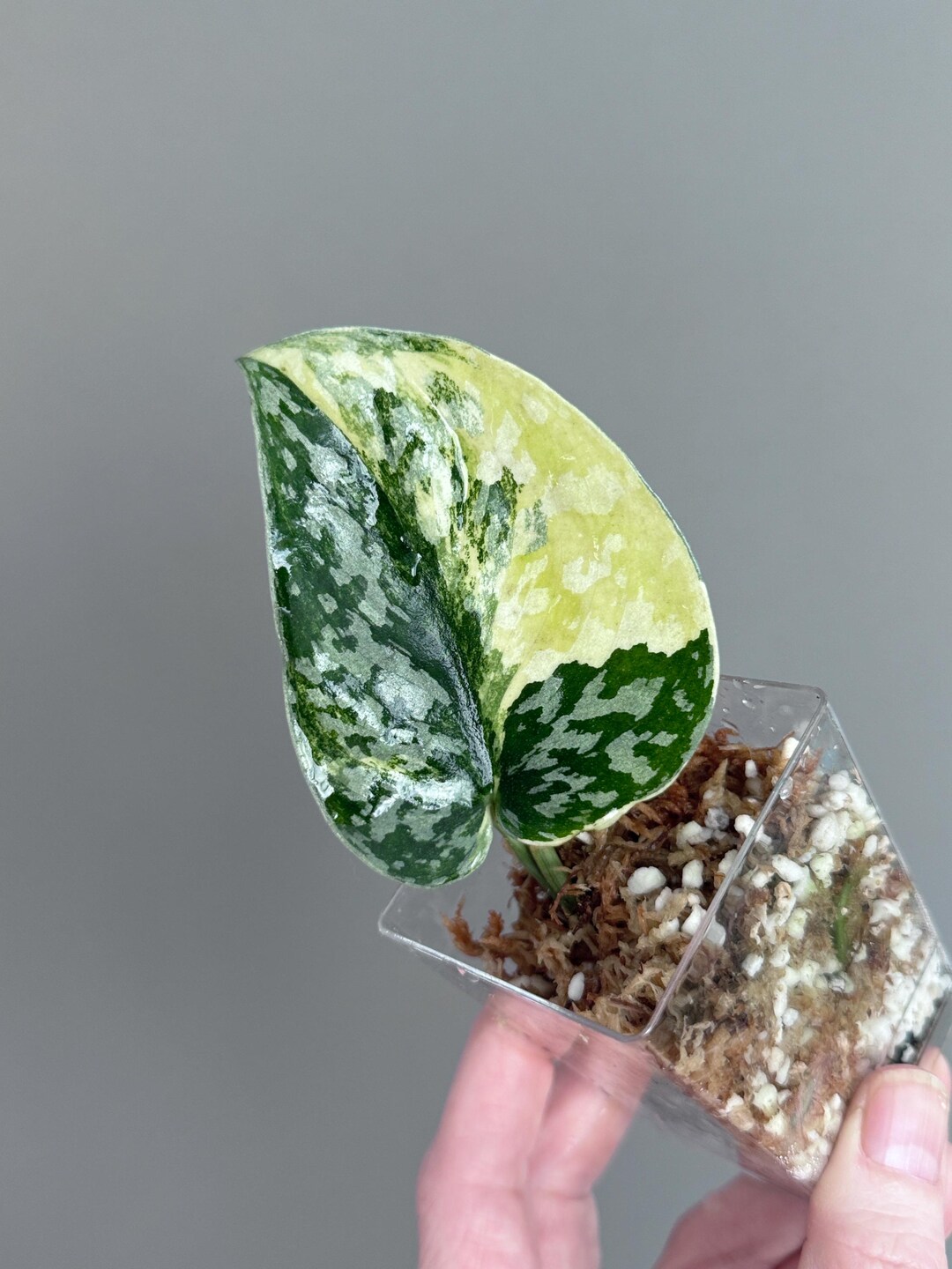 Scindapsus Yellow Variegated Exotica Rooted Cutting - Etsy
