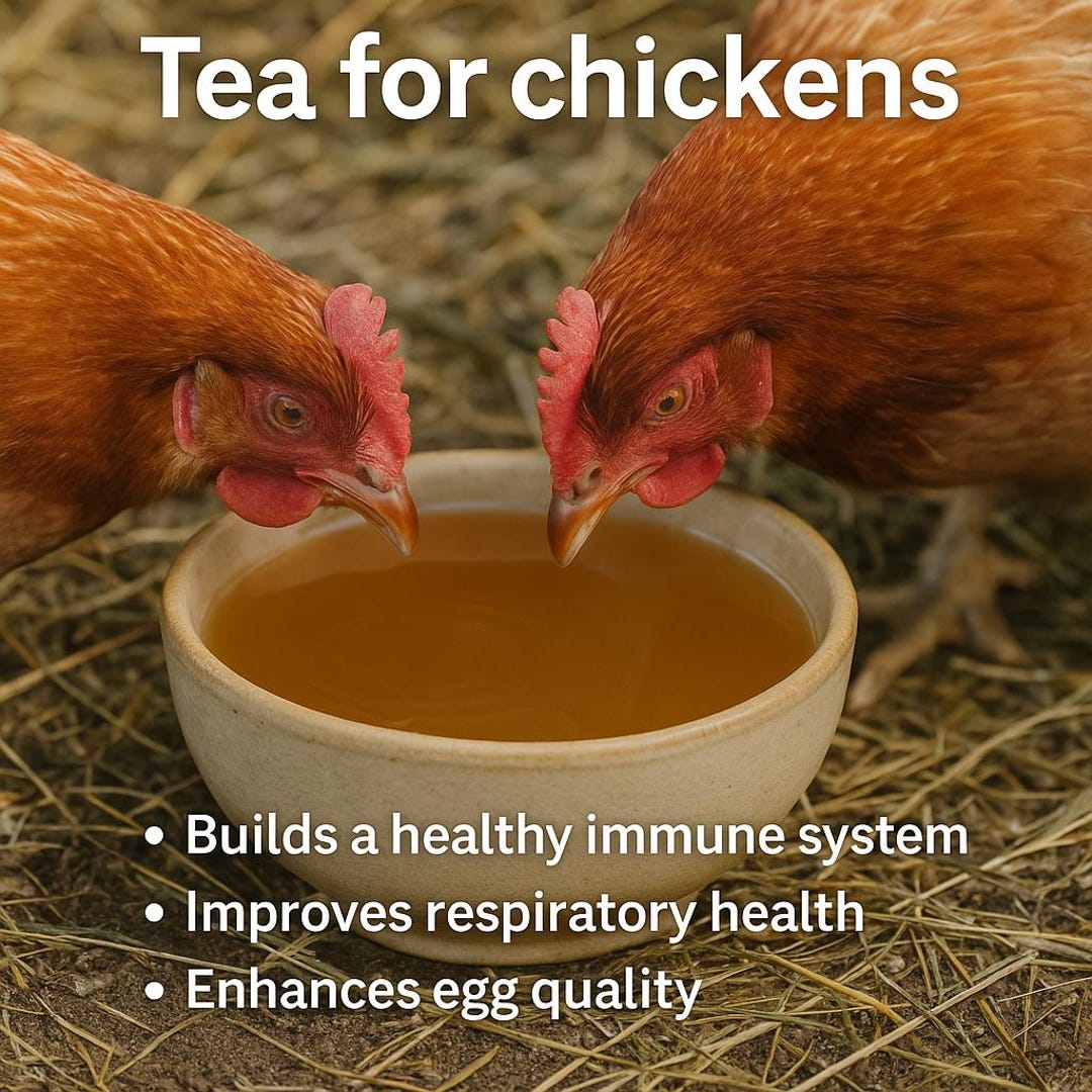 Poultry Health Tea - Etsy