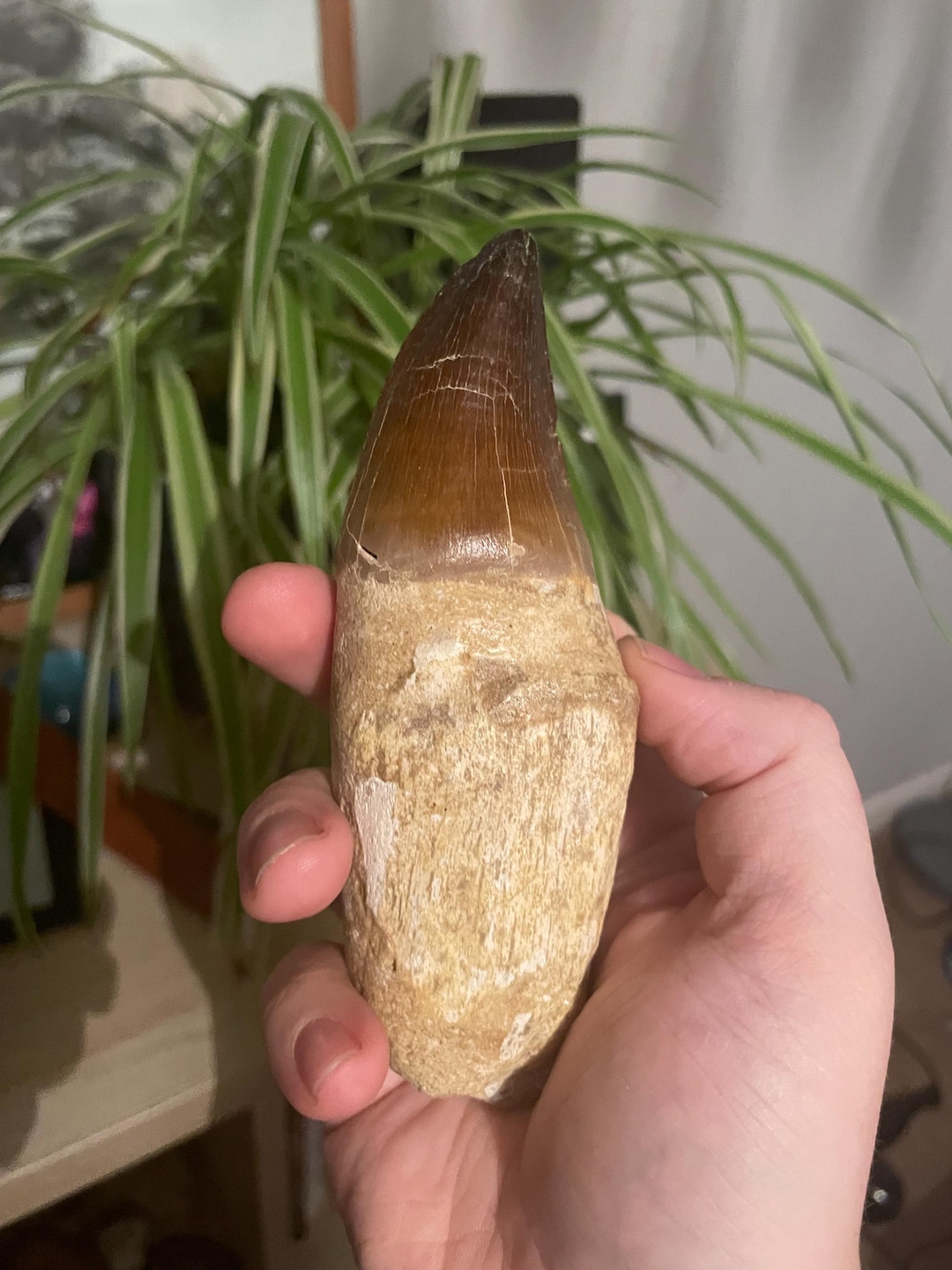 Mosasaur Tooth & Root Fossil - Morocco - Etsy