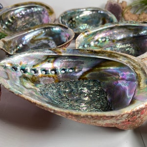 Abalone Shell From Mexico, Natural Rainbow Abalone Shell Bowl or ...