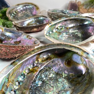 Abalone Shell From Mexico, Natural Rainbow Abalone Shell Bowl or ...