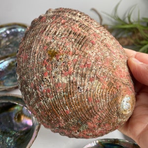 Abalone Shell From Mexico, Natural Rainbow Abalone Shell Bowl or ...