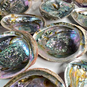 Abalone Shell From Mexico, Natural Rainbow Abalone Shell Bowl or ...
