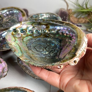 Abalone Shell From Mexico, Natural Rainbow Abalone Shell Bowl or ...