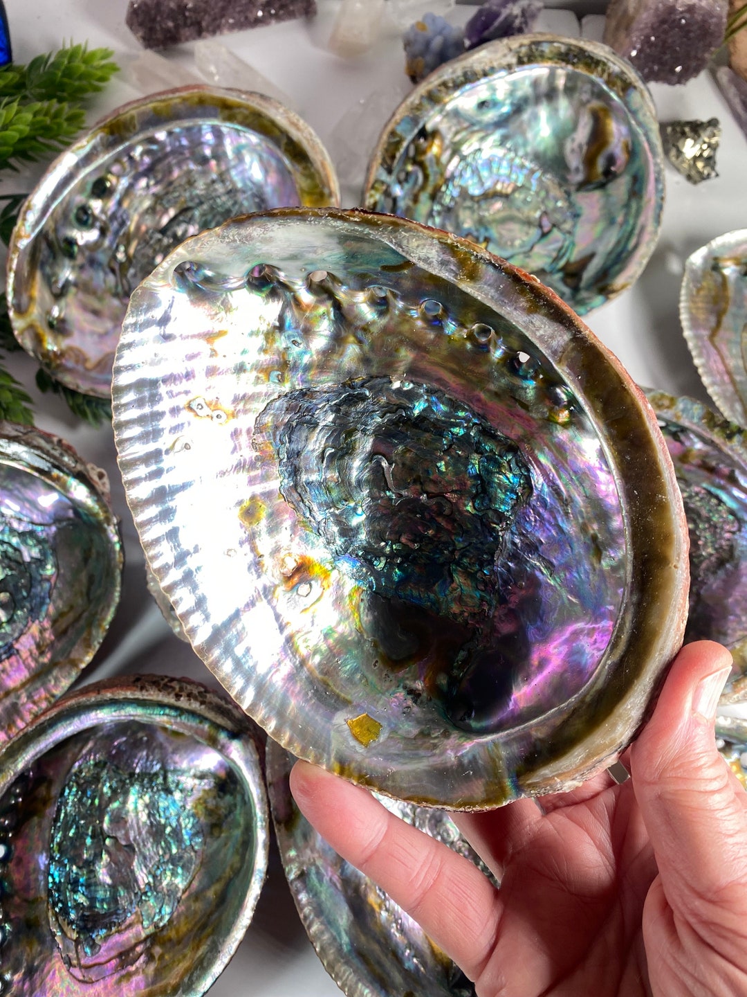 Abalone Shell From Mexico, Natural Rainbow Abalone Shell Bowl or ...