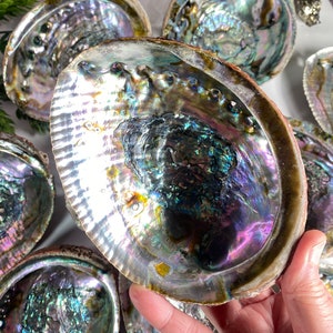 Abalone Shell From Mexico, Natural Rainbow Abalone Shell Bowl or ...