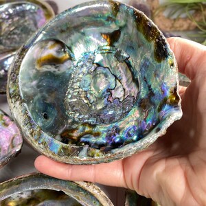 Abalone Shell From Mexico, Natural Rainbow Abalone Shell Bowl or ...