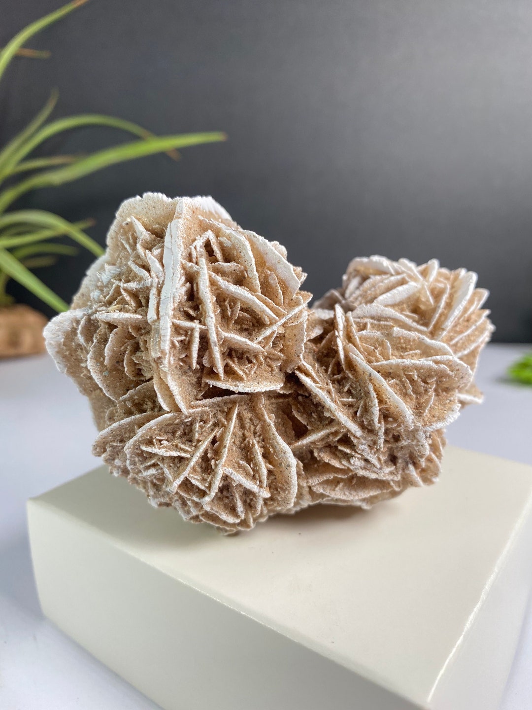Desert Rose Selenite From Mexico, Gypsum Rock Rose Formation, 221 Grams ...