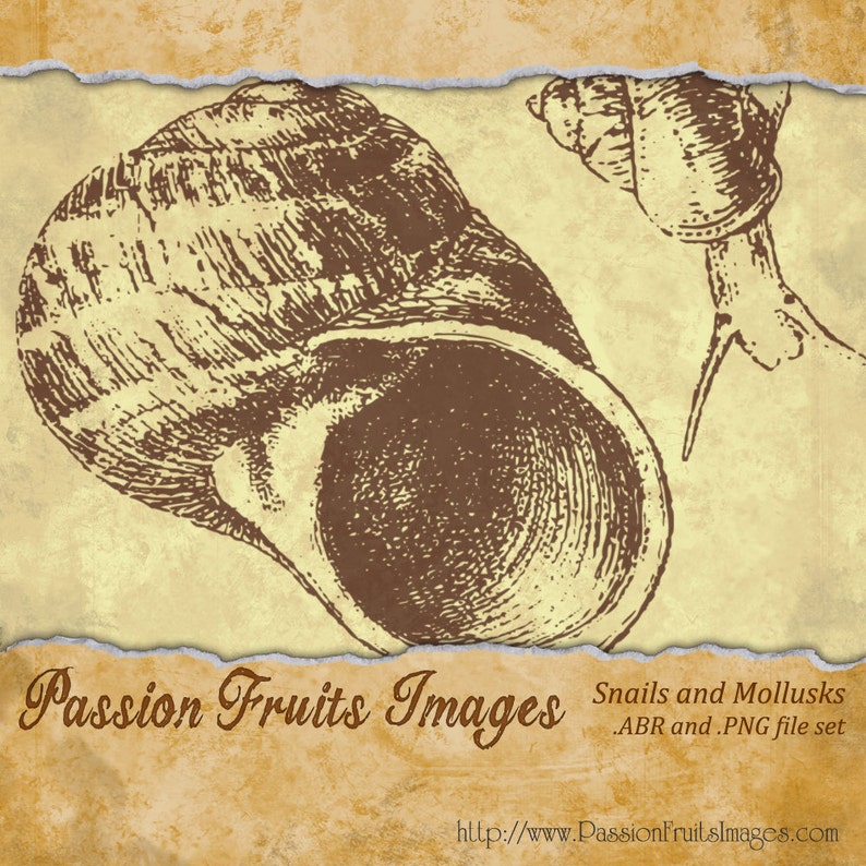 Garden Snails in Shells Photoshop or Gimp Brush Set ABR and - Etsy