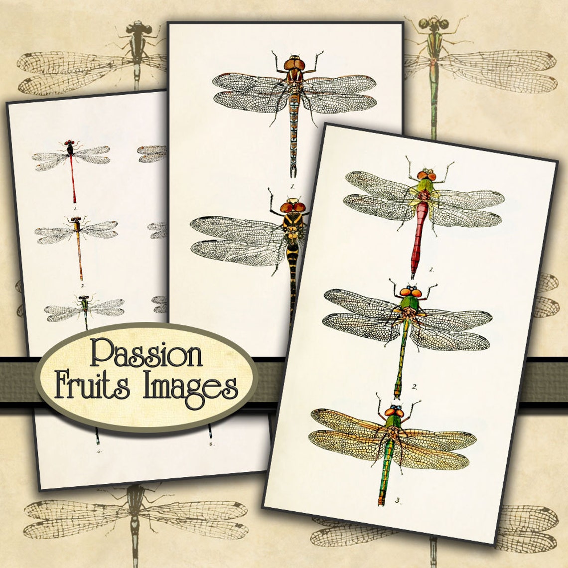 Antique Victorian Dragonfly Images- a Digital Image Collection ...