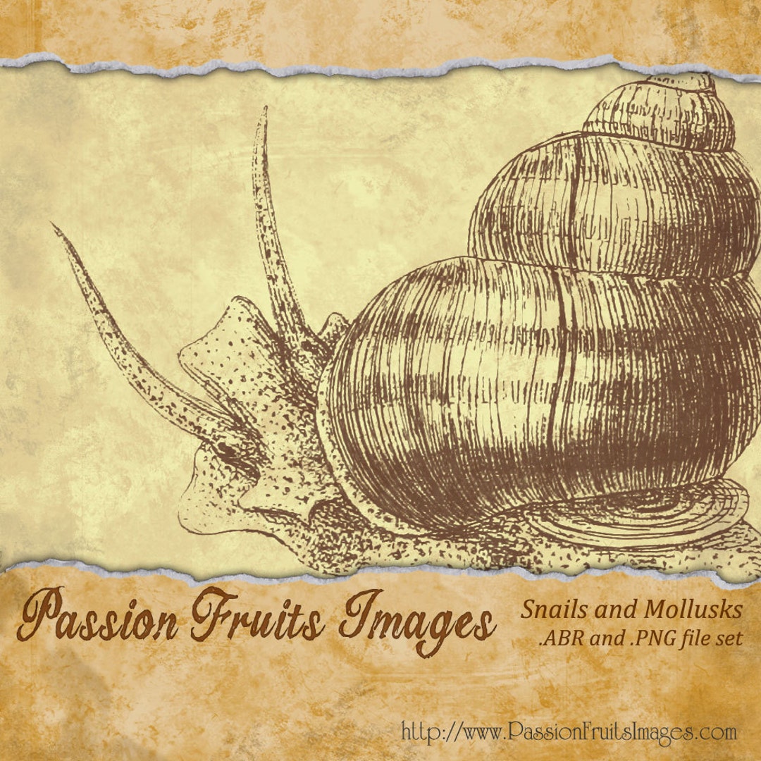 Garden Snails in Shells Photoshop or Gimp Brush Set ABR and .PNG Files ...