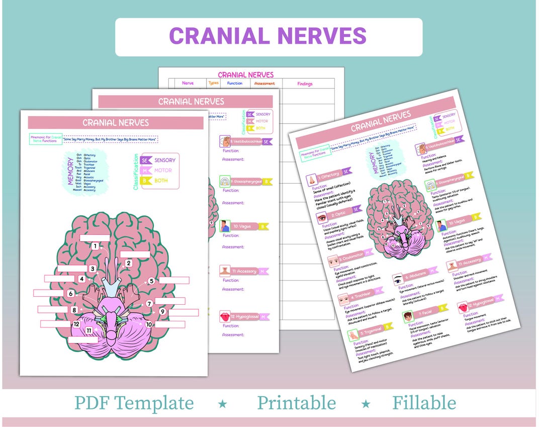 Cranial Nerves Sheet | Colorful Visuals | Student Nurse Review | NCLEX ...