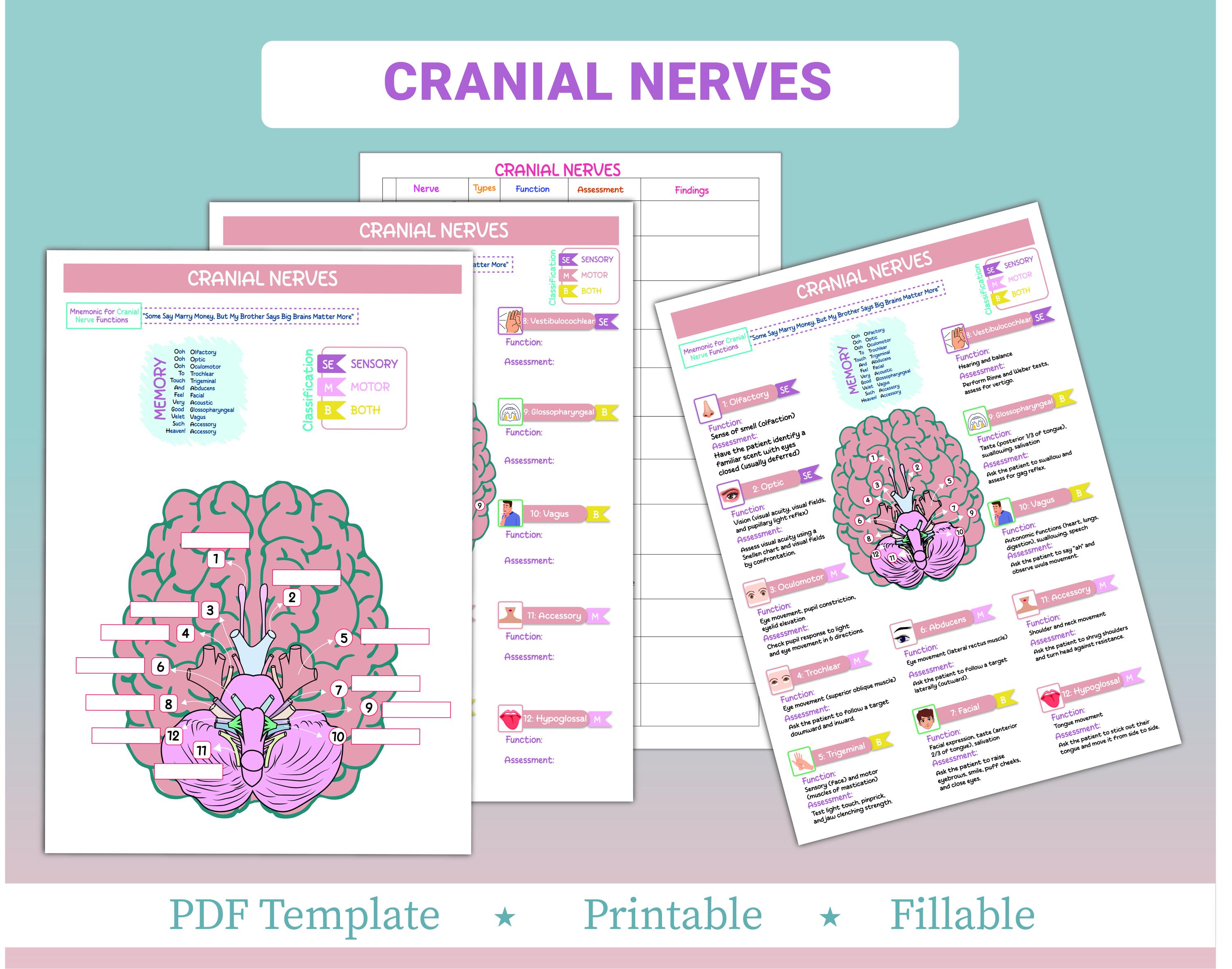 Cranial Nerves Sheet | Colorful Visuals | Student Nurse Review | NCLEX ...