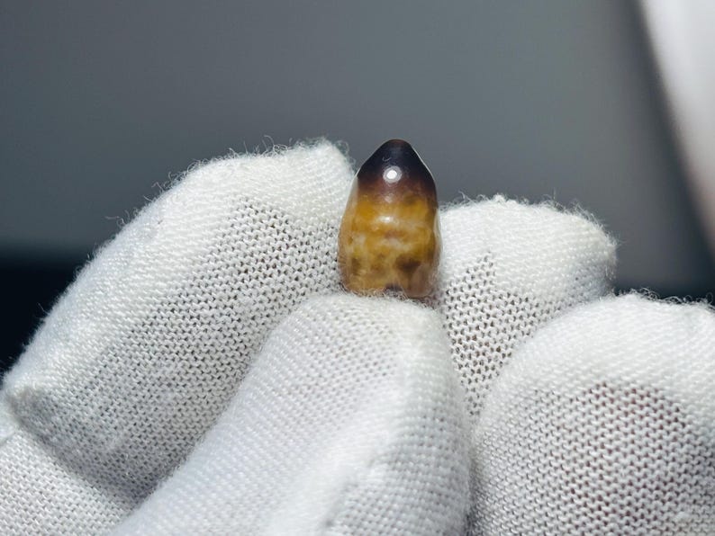 Exceedingly Rare Natural Bi-color Pearl - GIA Certified - Etsy