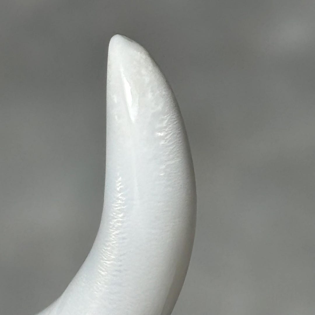 Curved Horn Clam Pearl: 16.45 Ct Natural Gemstone - Etsy