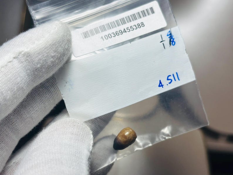 Exceedingly Rare Natural Bi-color Pearl - GIA Certified - Etsy