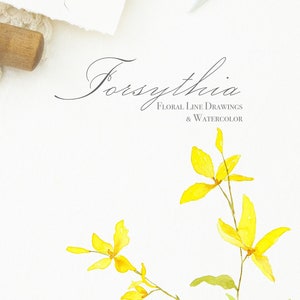 Forsythia Line Drawings | 20 Floral Digital Downloads | Watercolor and ...