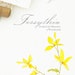 Forsythia Line Drawings | 20 Floral Digital Downloads | Watercolor and ...