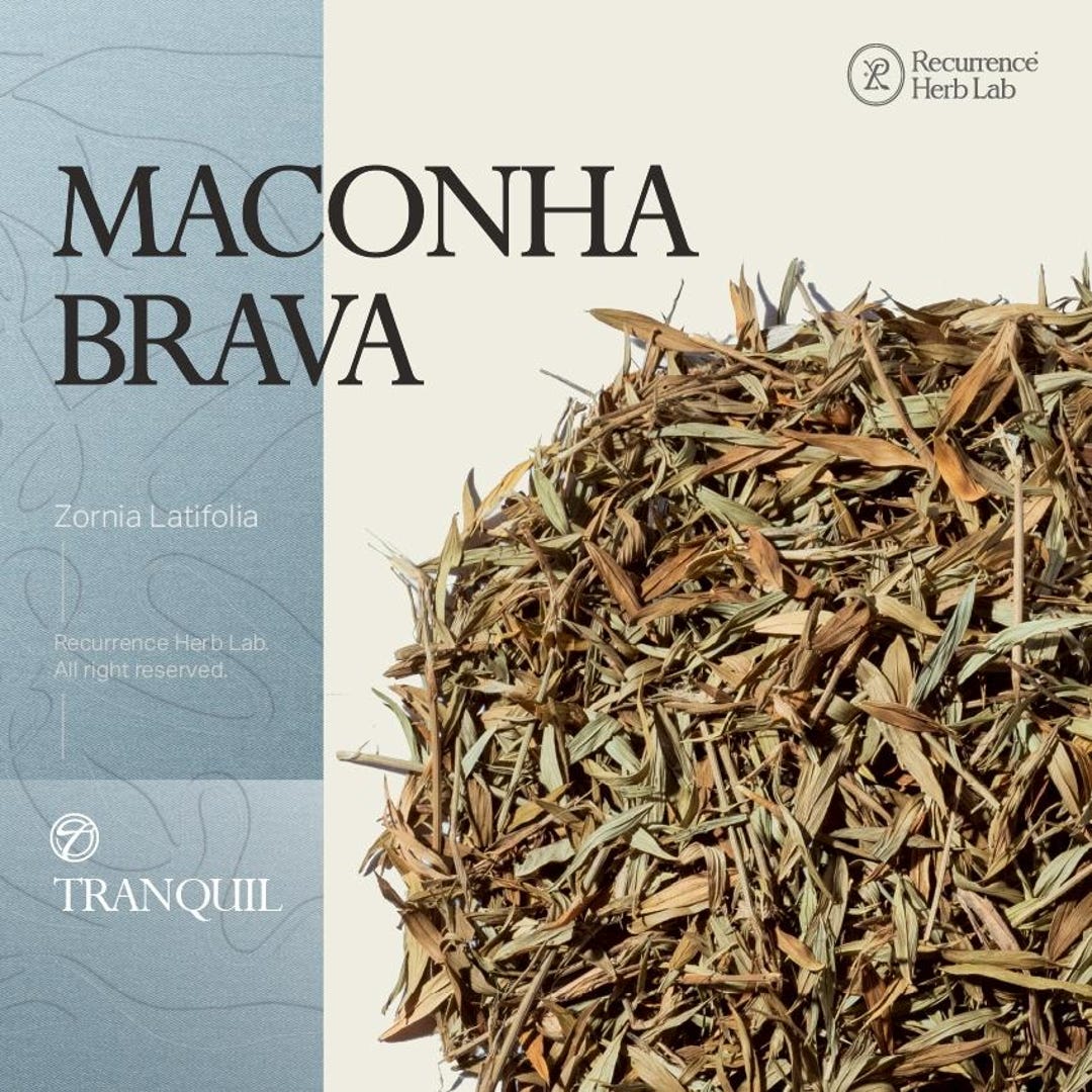 Zornia Latifolia Maconha Brava 5g - Etsy