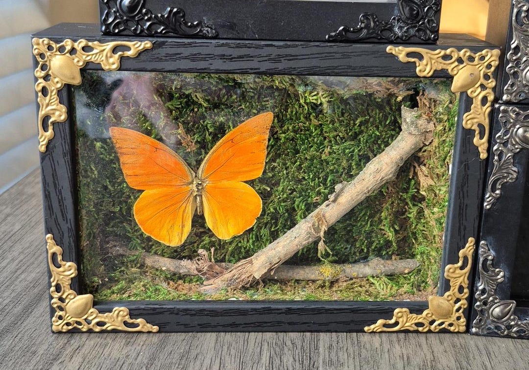 Shadow Box (medium) - Etsy