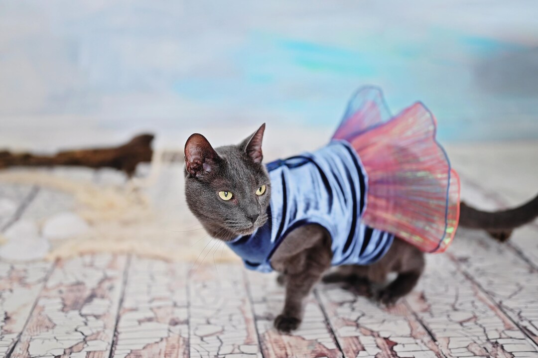 Blue Crab Cat Tutu: Handmade Velvet Costume Outfit - Etsy