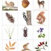 Woodland Memory/matching Game for Kids – Illustrated Memory Cards With ...