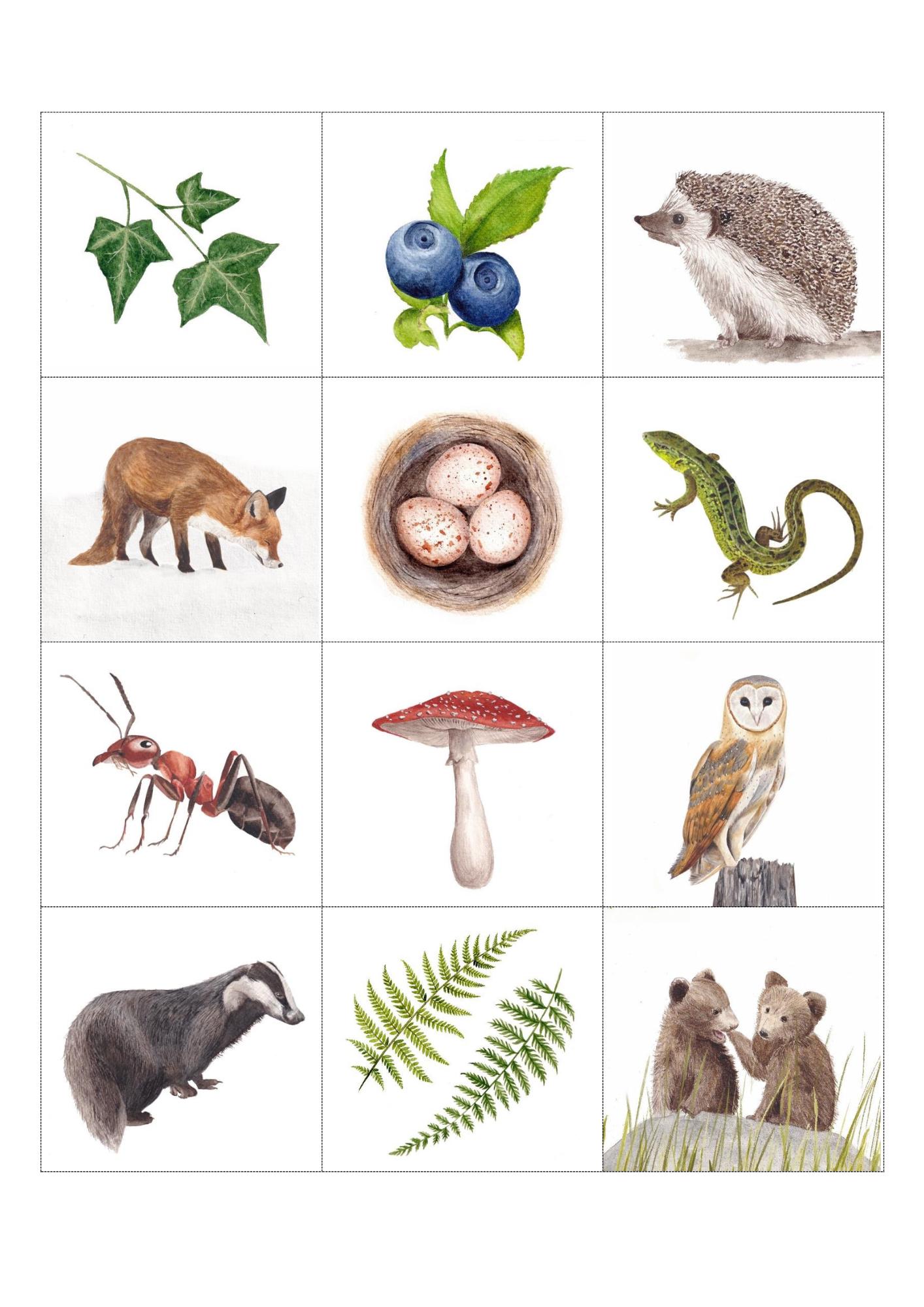Woodland Memory/matching Game for Kids – Illustrated Memory Cards With ...