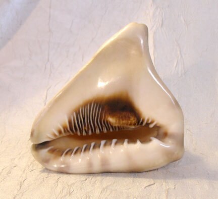 Cassis Tuberosa Helmet Shell Caribbean 1950's - Etsy