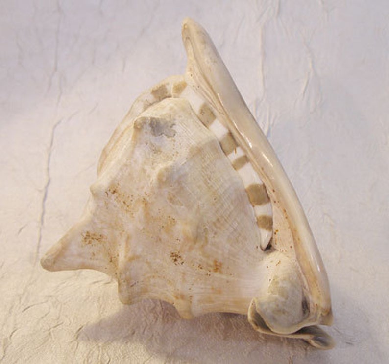 Cassis Tuberosa Helmet Shell Caribbean 1950's - Etsy