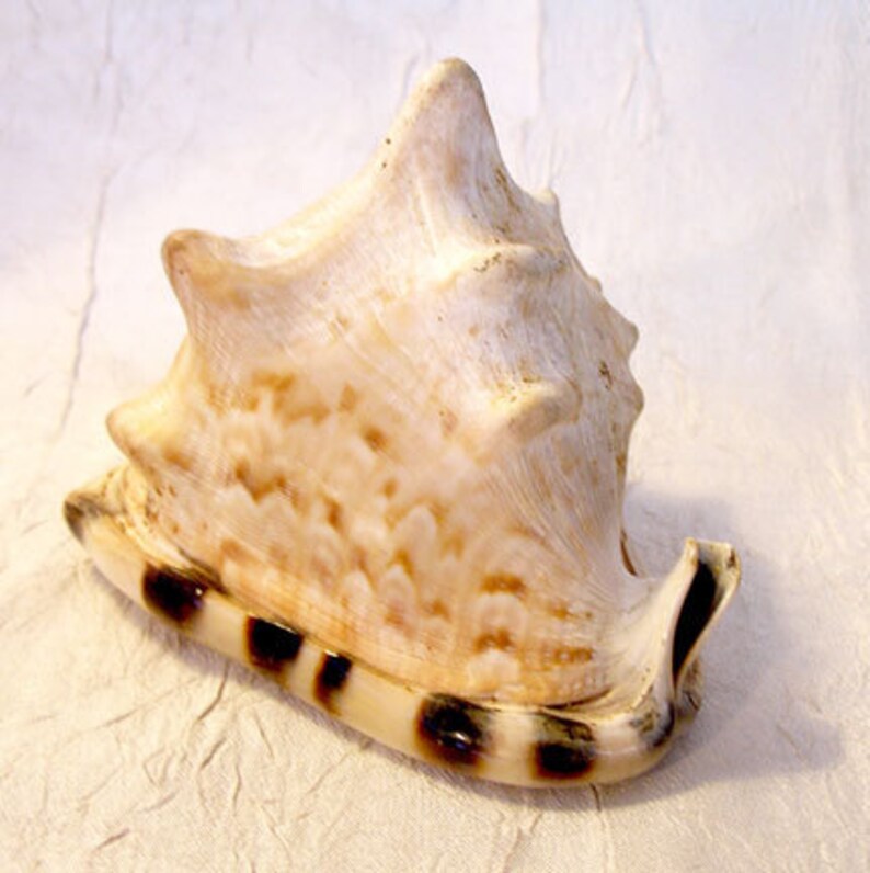 Cassis Tuberosa Helmet Shell Caribbean 1950's - Etsy