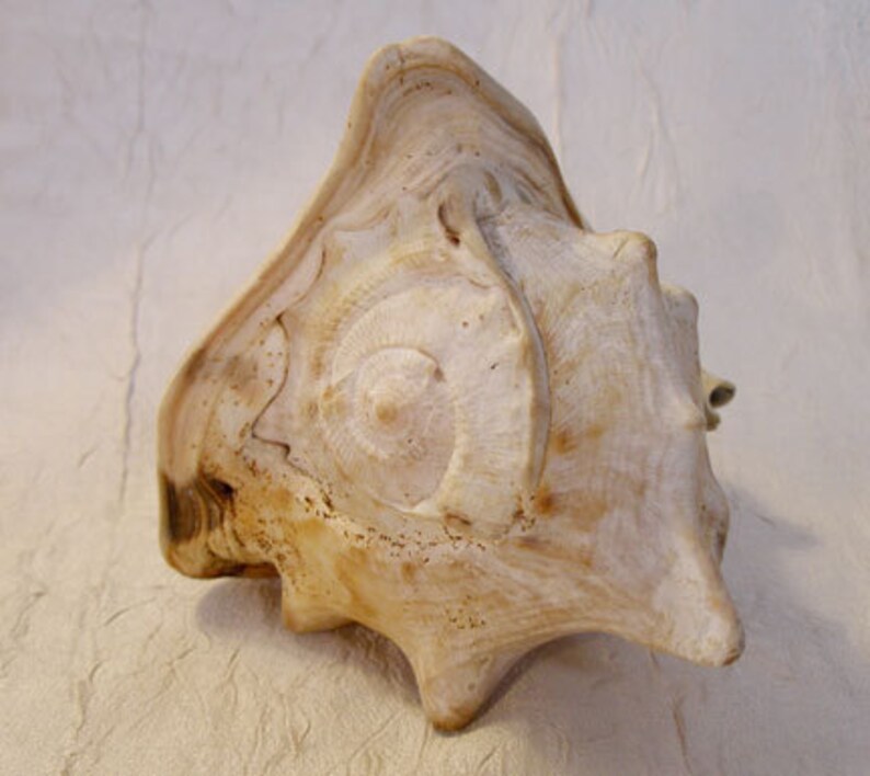 Cassis Tuberosa Helmet Shell Caribbean 1950's - Etsy