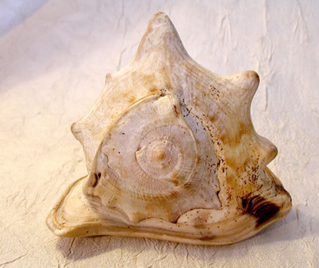 Cassis Tuberosa Helmet Shell Caribbean 1950's - Etsy