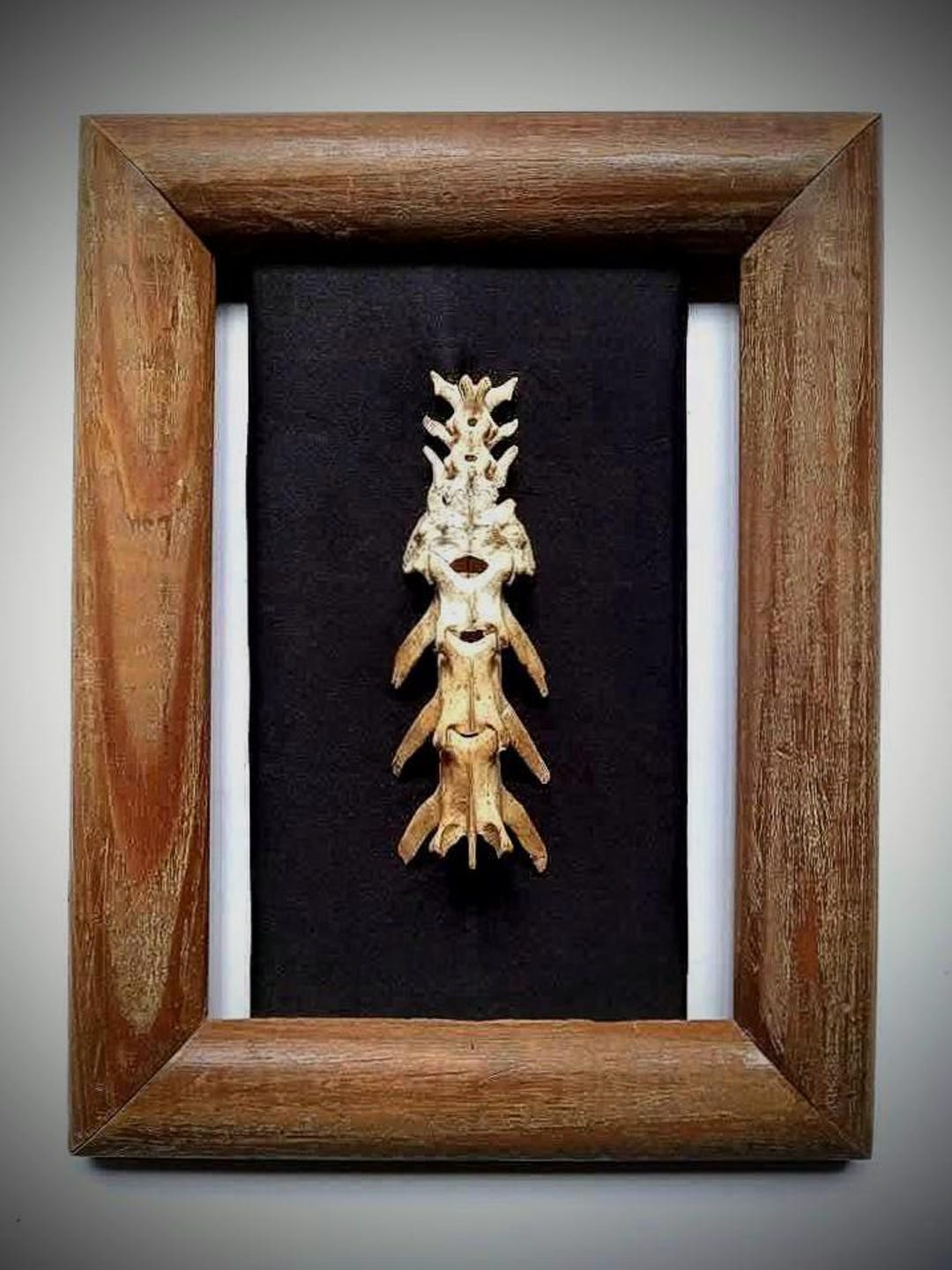 Framed Vertebrae Specimen on Black Satin Fabric - Etsy