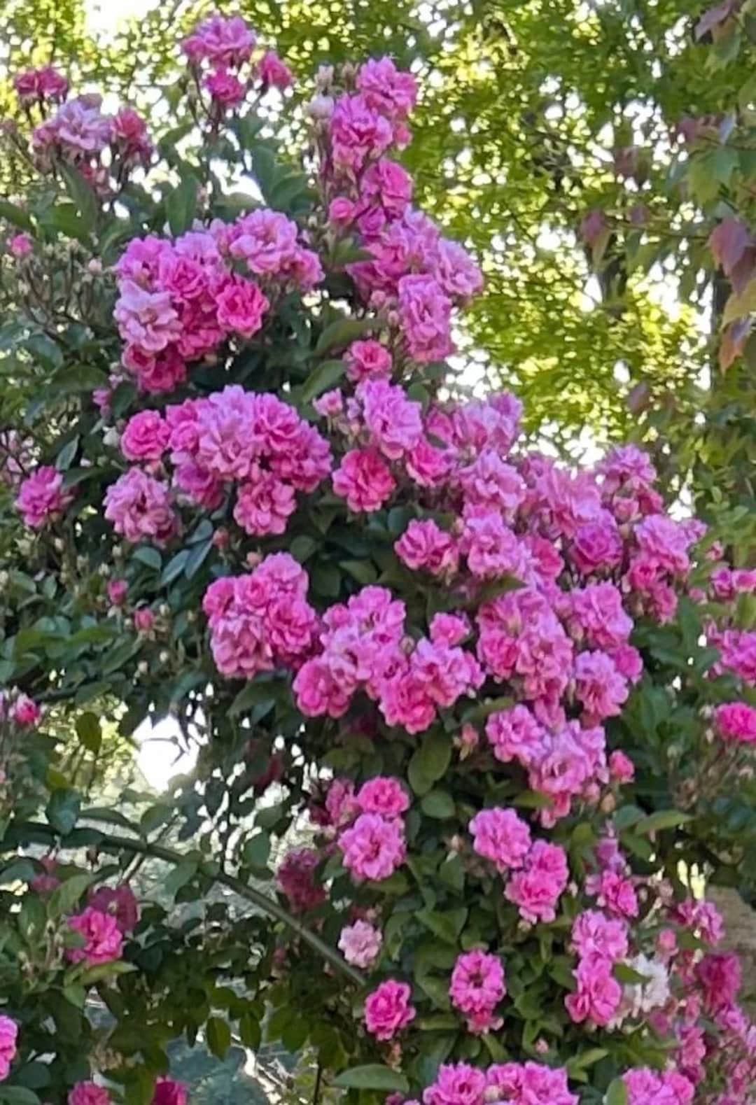 10 Peggy Martin Rose Cuttings: Pink Climbing Roses (unrooted) - Etsy