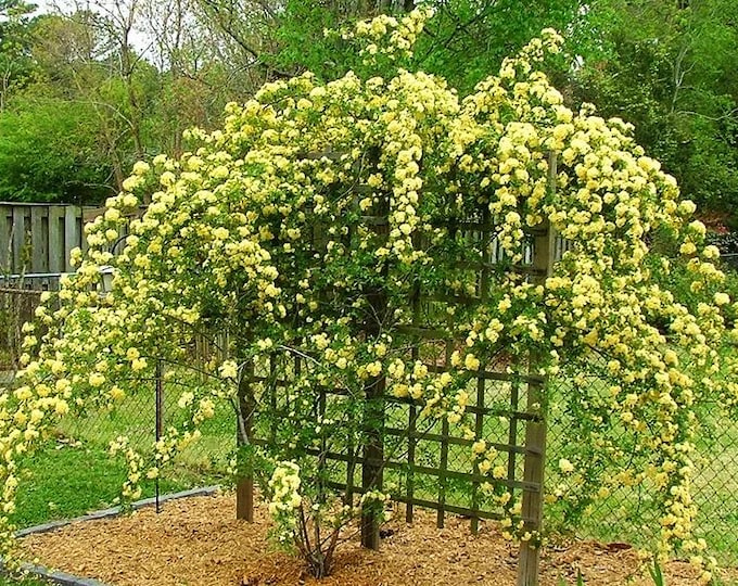 Lady Banks Yellow Climbing Rose Cuttings - 7-8" (set of 5) - Etsy