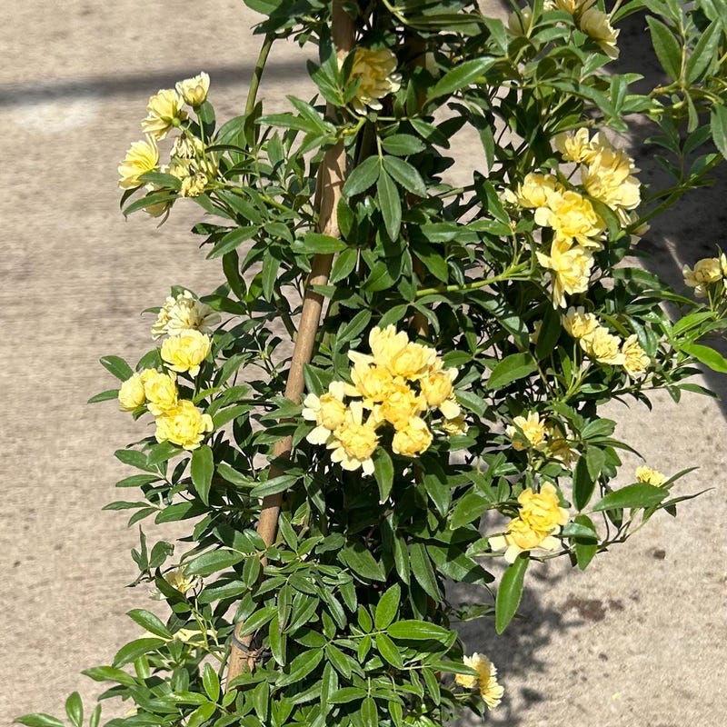 Yellow Lady Banks Climbing Rose - Etsy