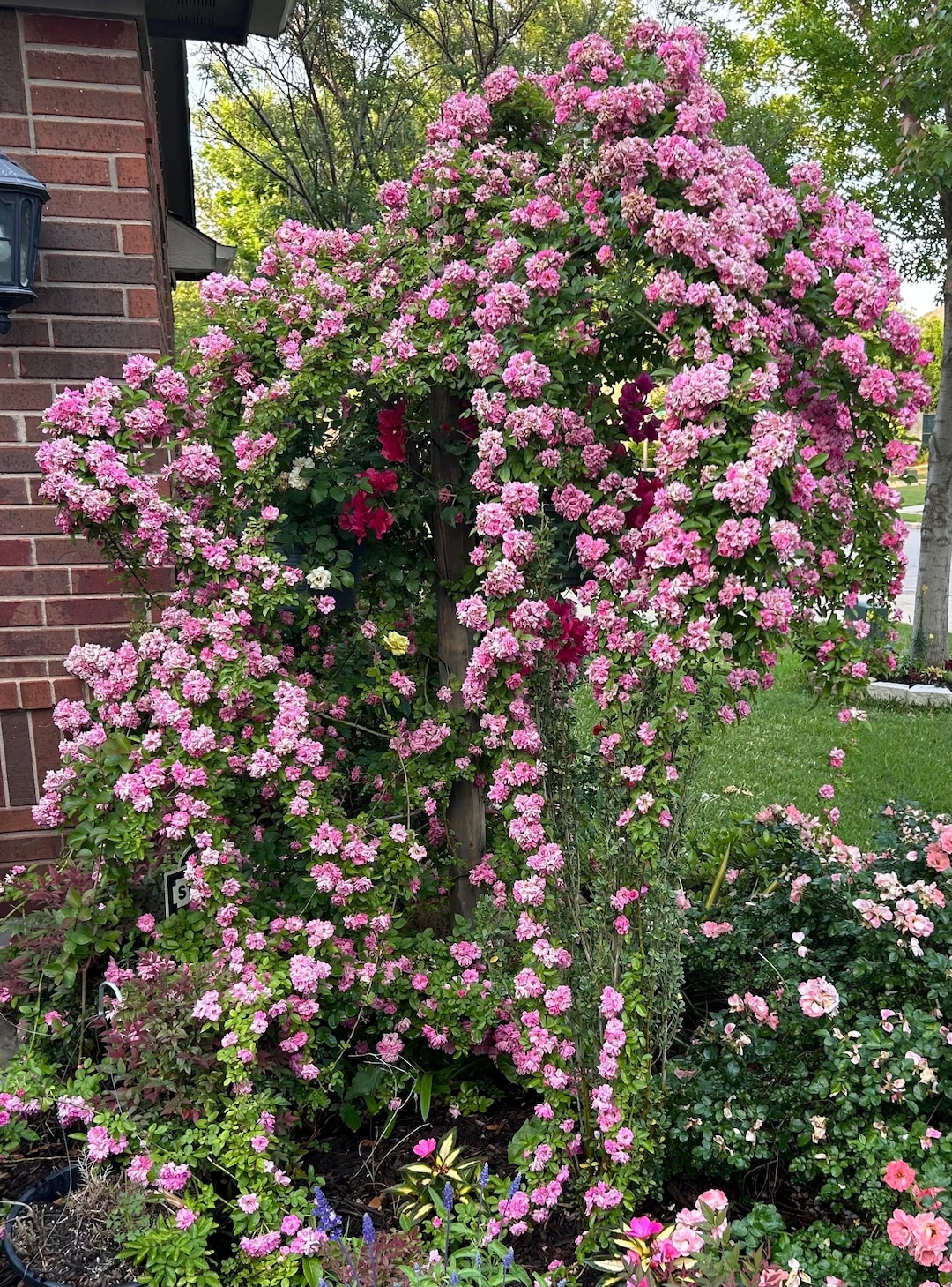 Peggy Martin Pink Climbing Rose Plant Approximately 2-3 Feet Tall ...