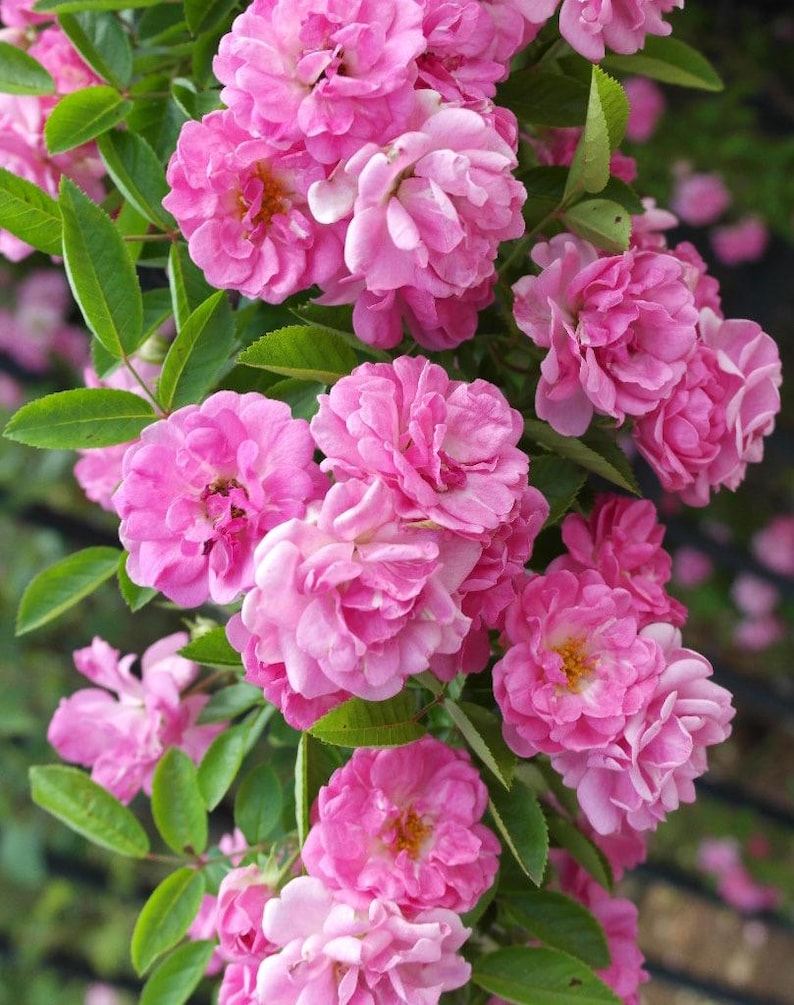 BUY 5 GET 5 FREE Peggy Martin Climbing Rose - 7-8” Cuttings Unrooted - Etsy