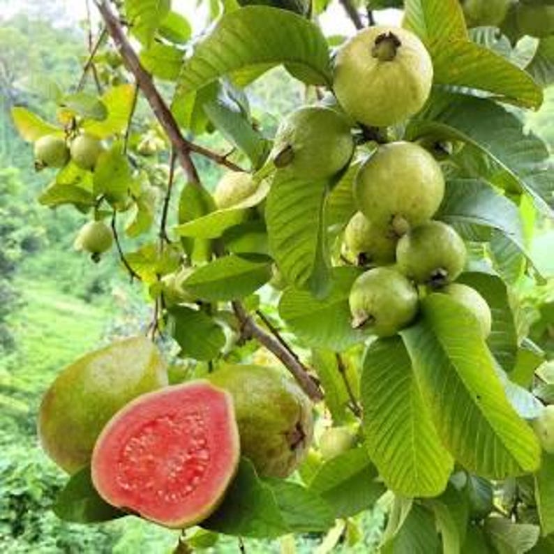 Pink Guava Plant - Tropical Exotic Delicious - Etsy
