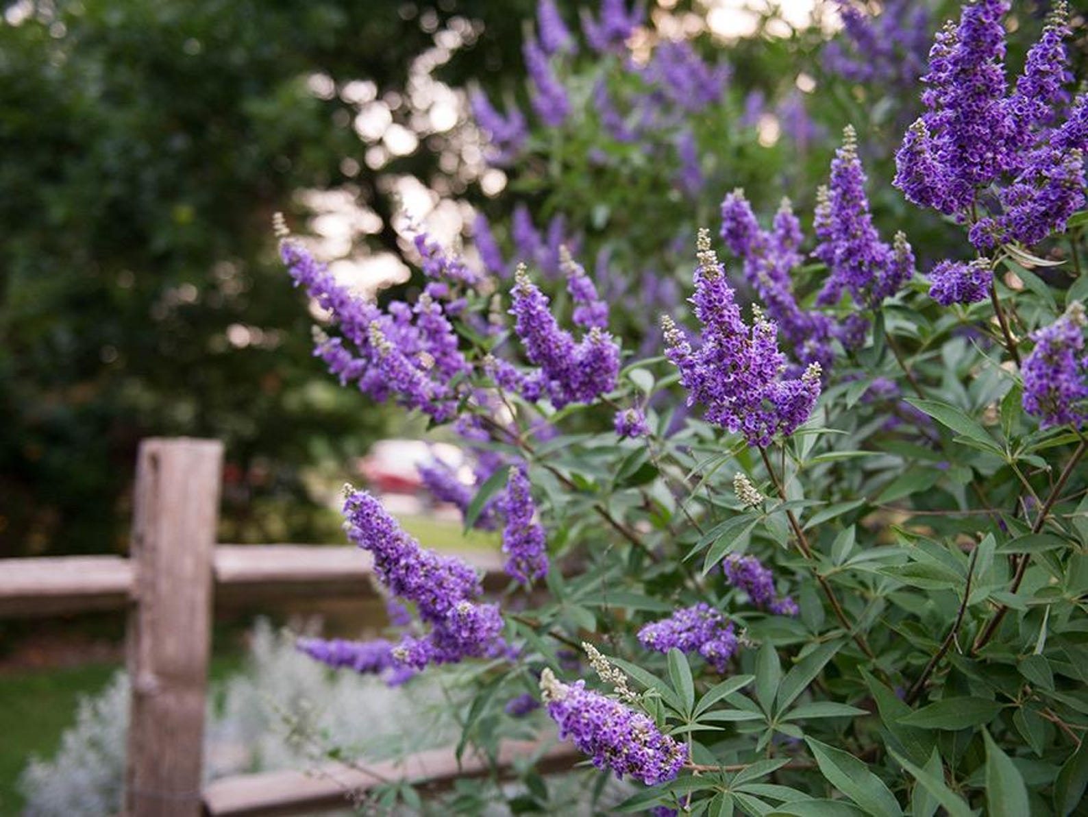Vitex Chaste Tree - Purple Blooming Southern Living Outdoor Plant Low ...